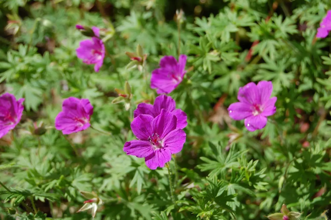 Buy Geranium Tiny Monster Plants | Free Shipping Over $150