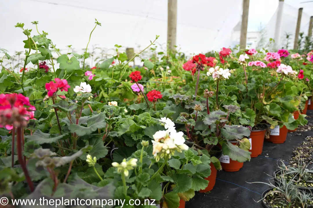 Buy Geranium zonale Plants | Free Shipping Over $150
