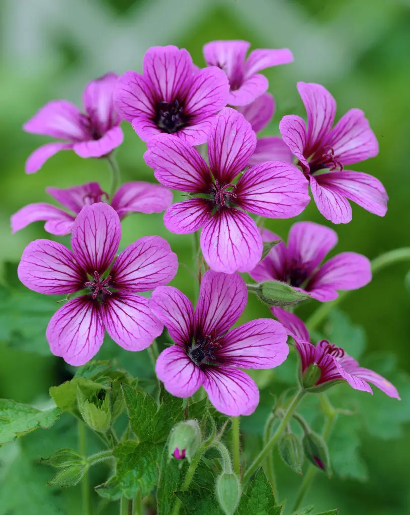 Buy Geranium 'Sue Crug' Plants | Free Shipping Over $150