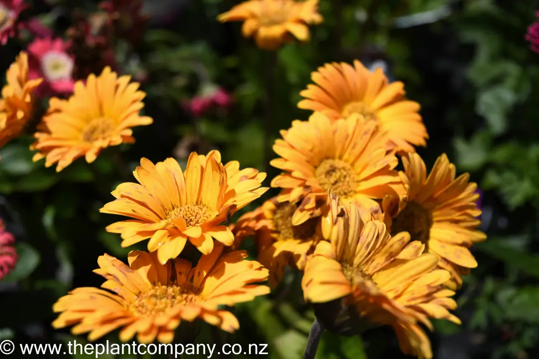 Buy Gerbera garvinea Sweet Honey Plants | Free Shipping Over $150