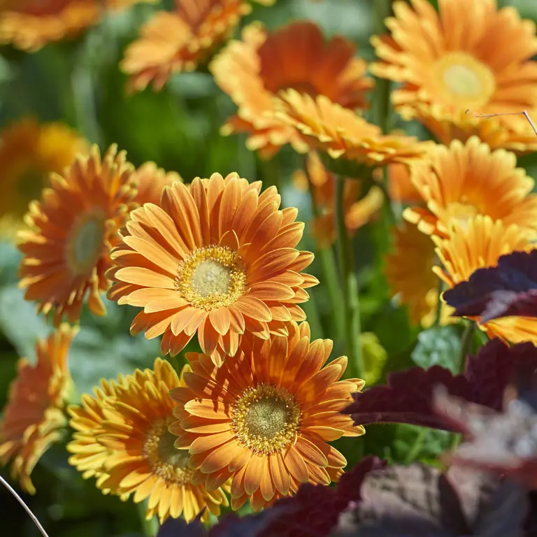 Buy Gerbera garvinea Sweet Caroline Plants