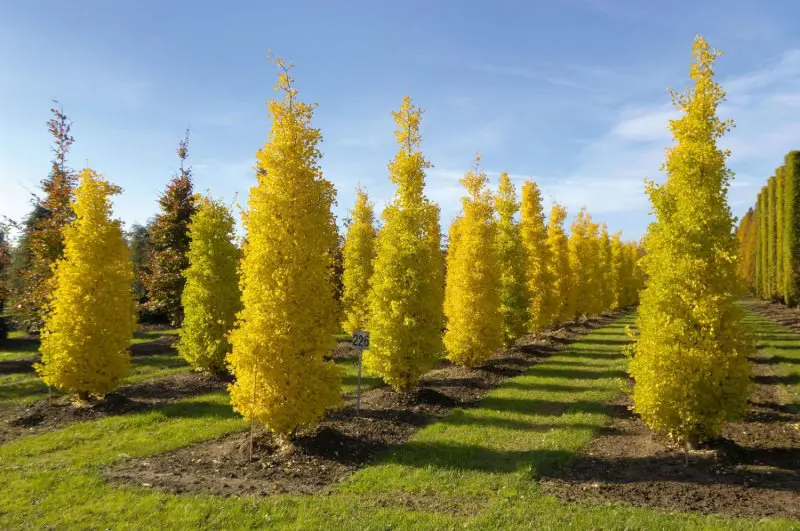 Buy Ginkgo 'Fastigata' Trees Online | Free Shipping NZ Wide