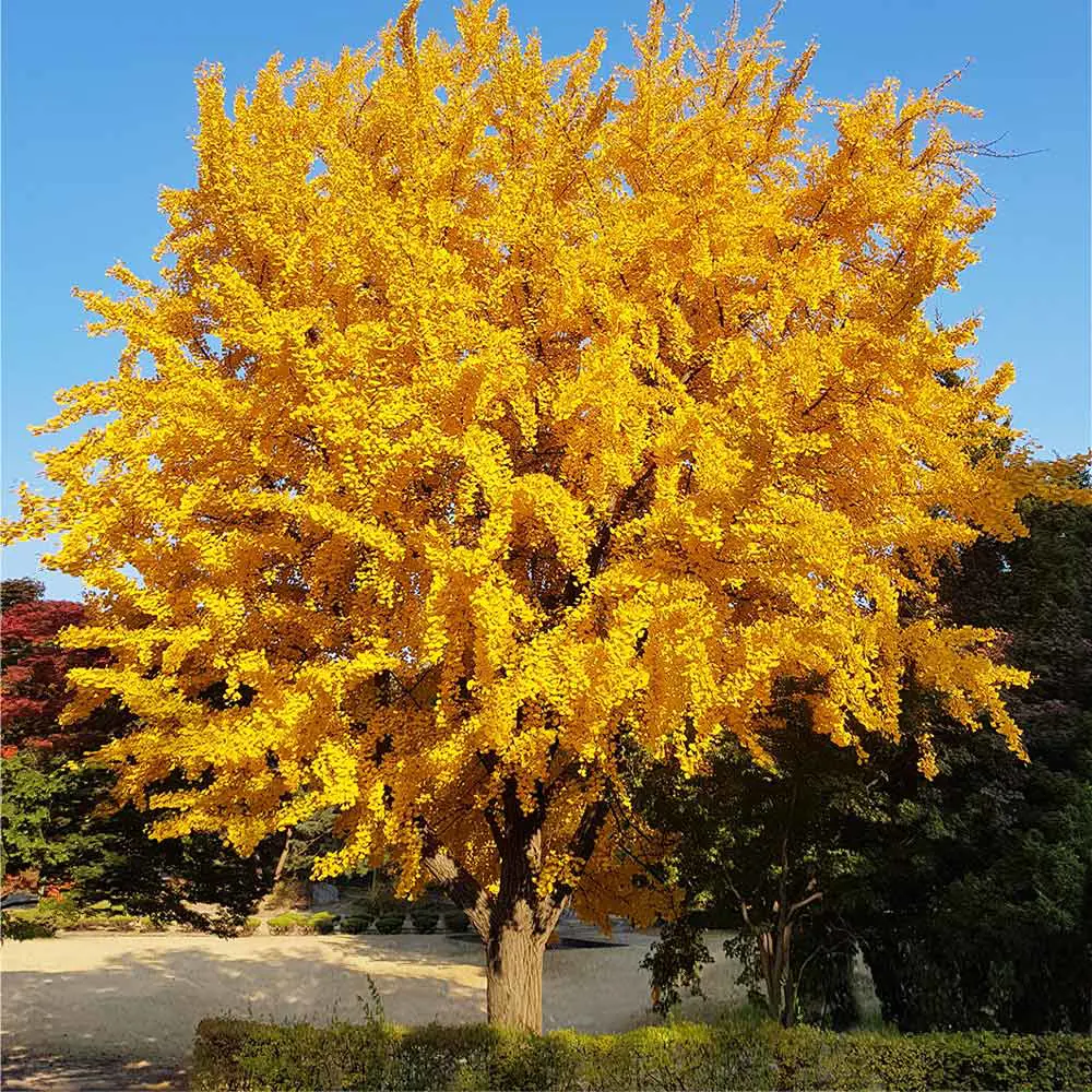 Buy Ginkgo biloba Male Plants | Free Shipping Over $150