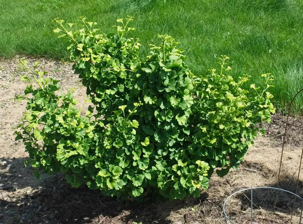 Buy Ginkgo Ming Princess Plants | Free Shipping Over $150