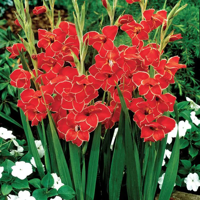 Buy Gladiolus Atom Plants | Free Shipping Over $150