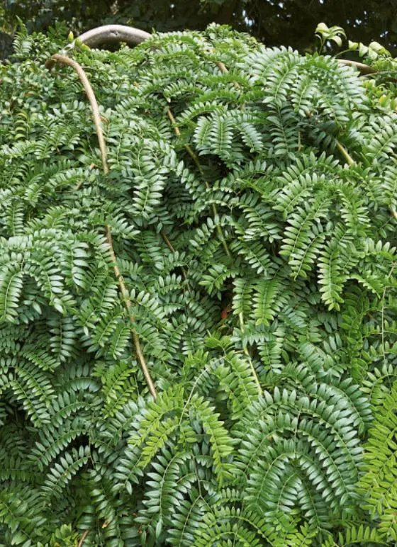 Buy Gleditsia triacanthos 'Emerald Cascade'