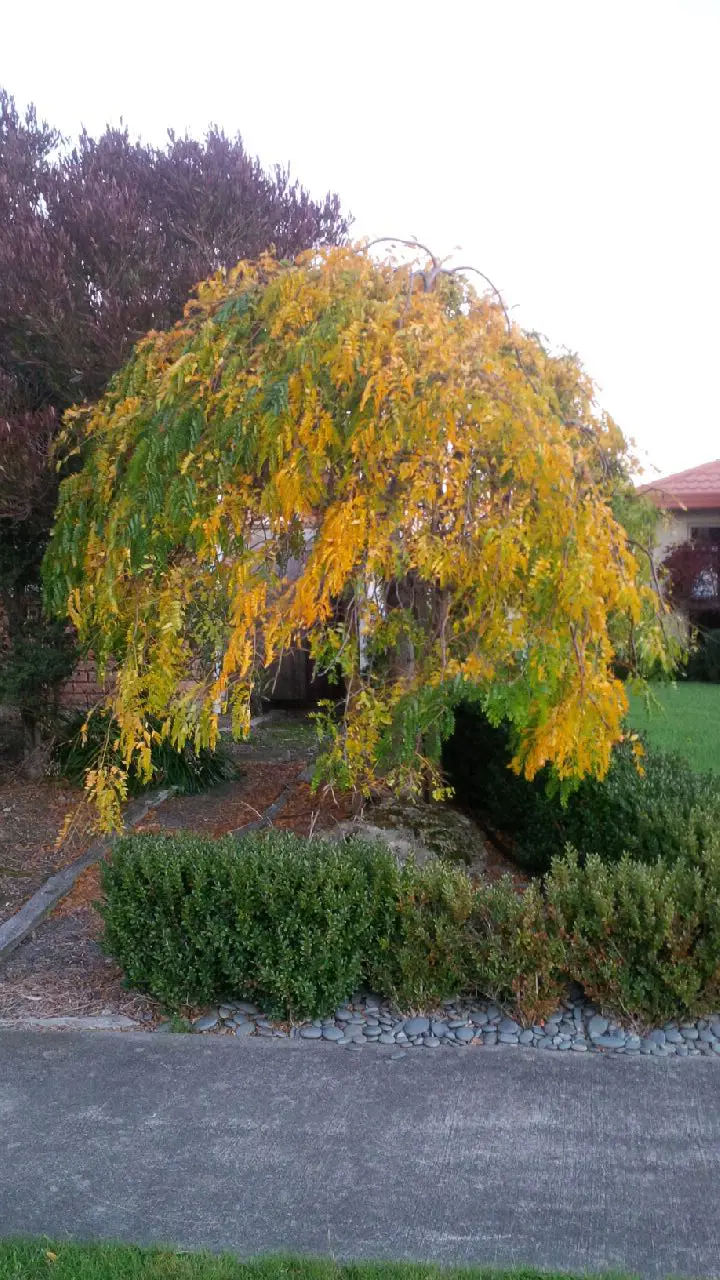Buy Gleditsia triacanthos 'Emerald Cascade'