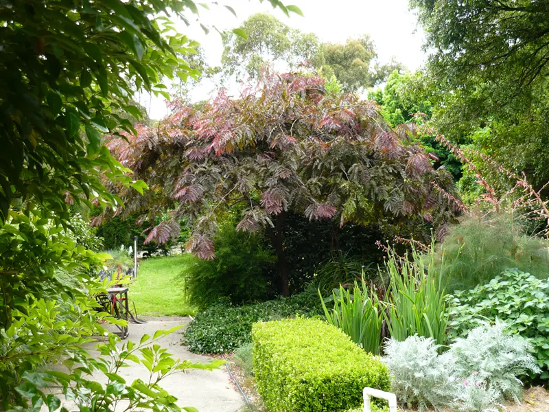Buy Gleditsia triacanthos Ruby Lace Plants