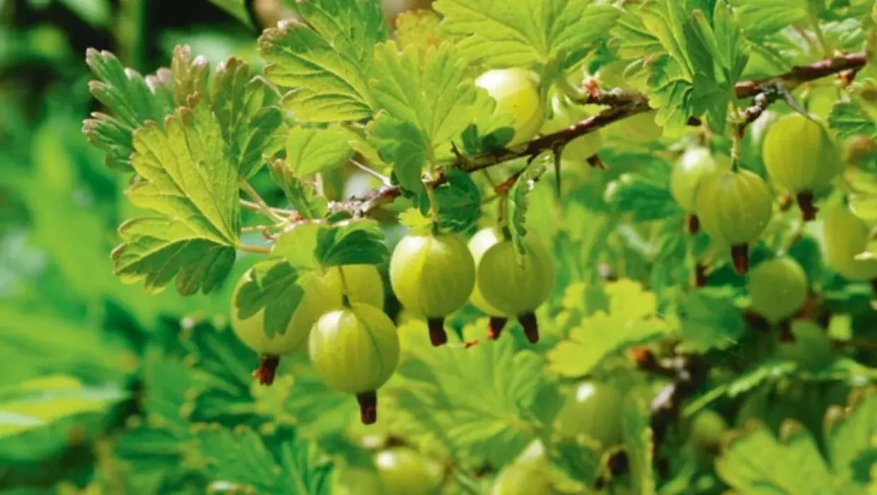 Buy Gooseberry 'Farmers Glory' Online | Free Shipping NZ