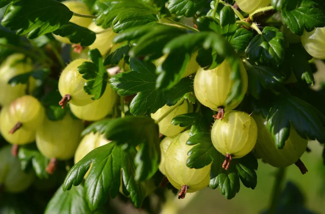 Buy Gooseberry 'Invicta' Online | Free Shipping NZ Wide