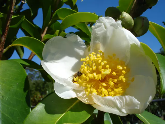 Buy Gordonia Moonlight Magic Plants | Free Shipping Over $150