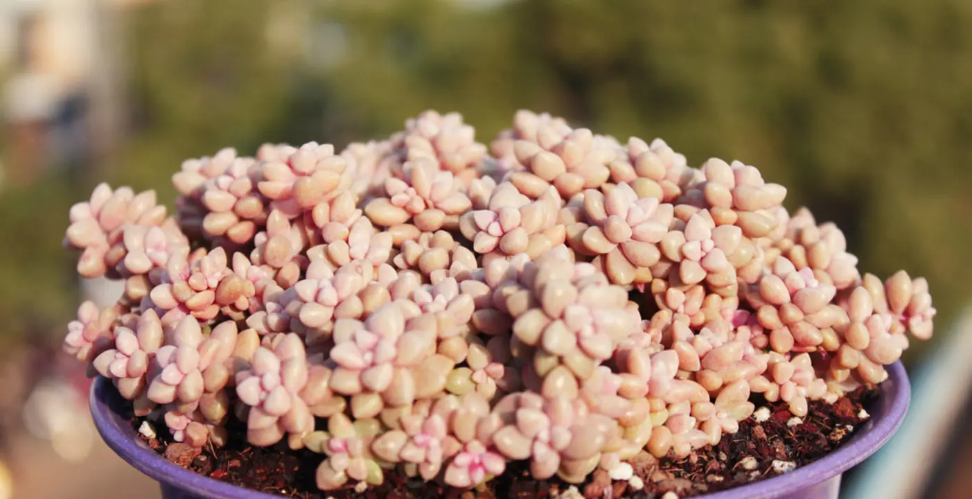 Buy Graptopetalum mirinae Plants | Free Shipping Over $150