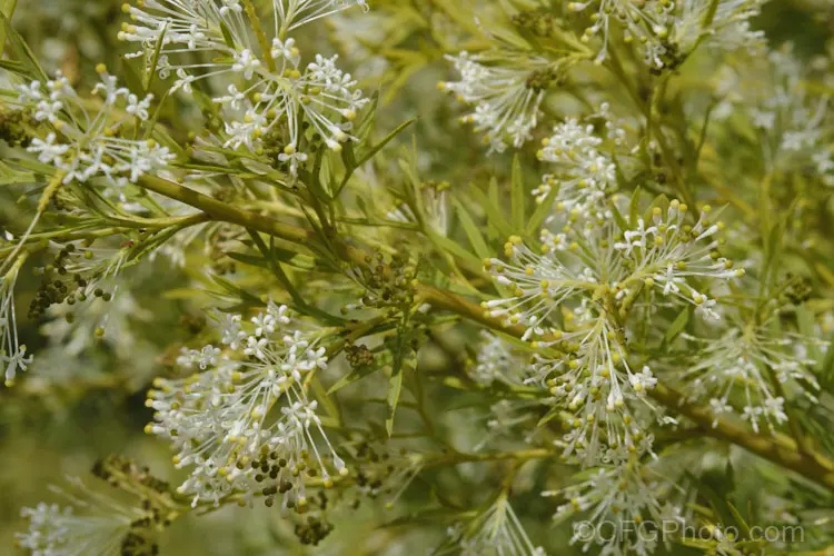 Buy Grevillea glabrata Plants | Free Shipping Over $150