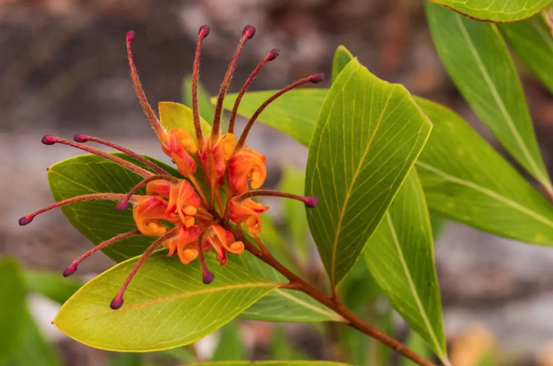 Buy Grevillea Orange Marmalade Plants | Free Shipping Over $150