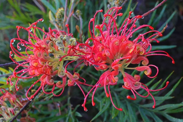 Buy Grevillea Robyn Gordon Plants | Free Shipping Over $150