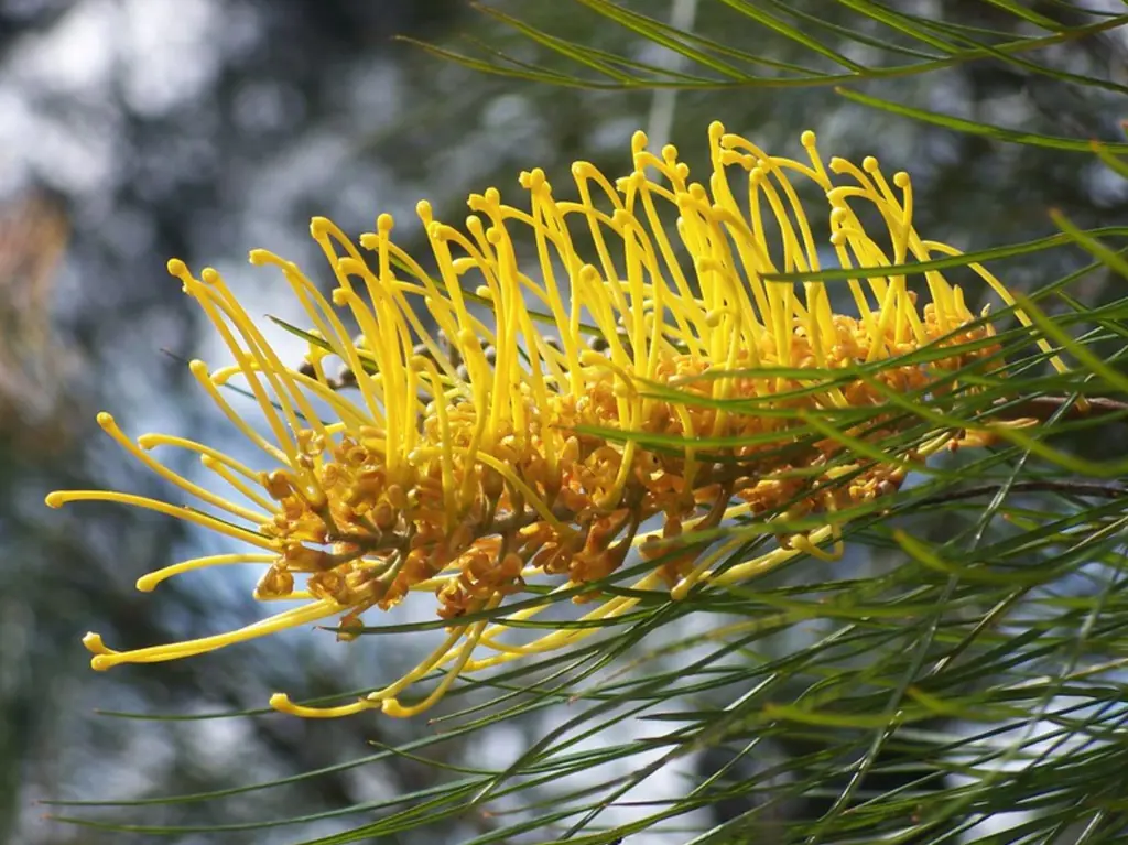 Buy Grevillea Sandra Gordon Plants | Free Shipping Over $150