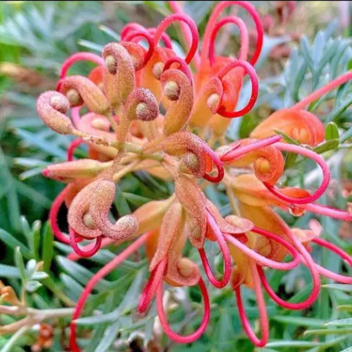 Buy Grevillea Soopa Doopa Plants | Free Shipping Over $150