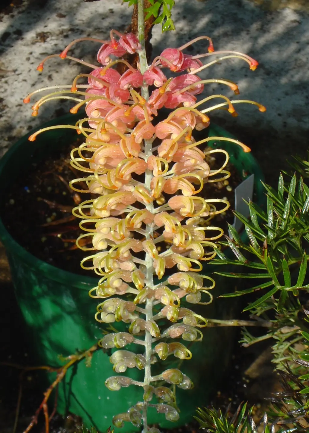 Buy Grevillea Strawberry Pops Plants | Free Shipping Over $150