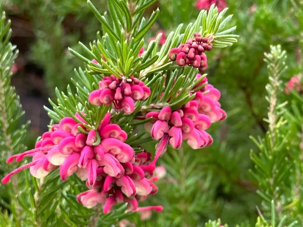 Buy Grevillea Tucker Time Fruit Box Plants