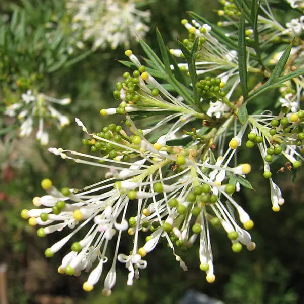 Buy Grevillea 'White Wings' Plants | Free Shipping Over $150