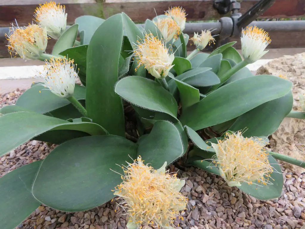 Buy Haemanthus albiflos (Paint Brush Lily) Plants Online NZ