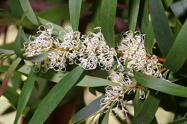 Buy Hakea salicifolia Plants | Free Shipping Over $150