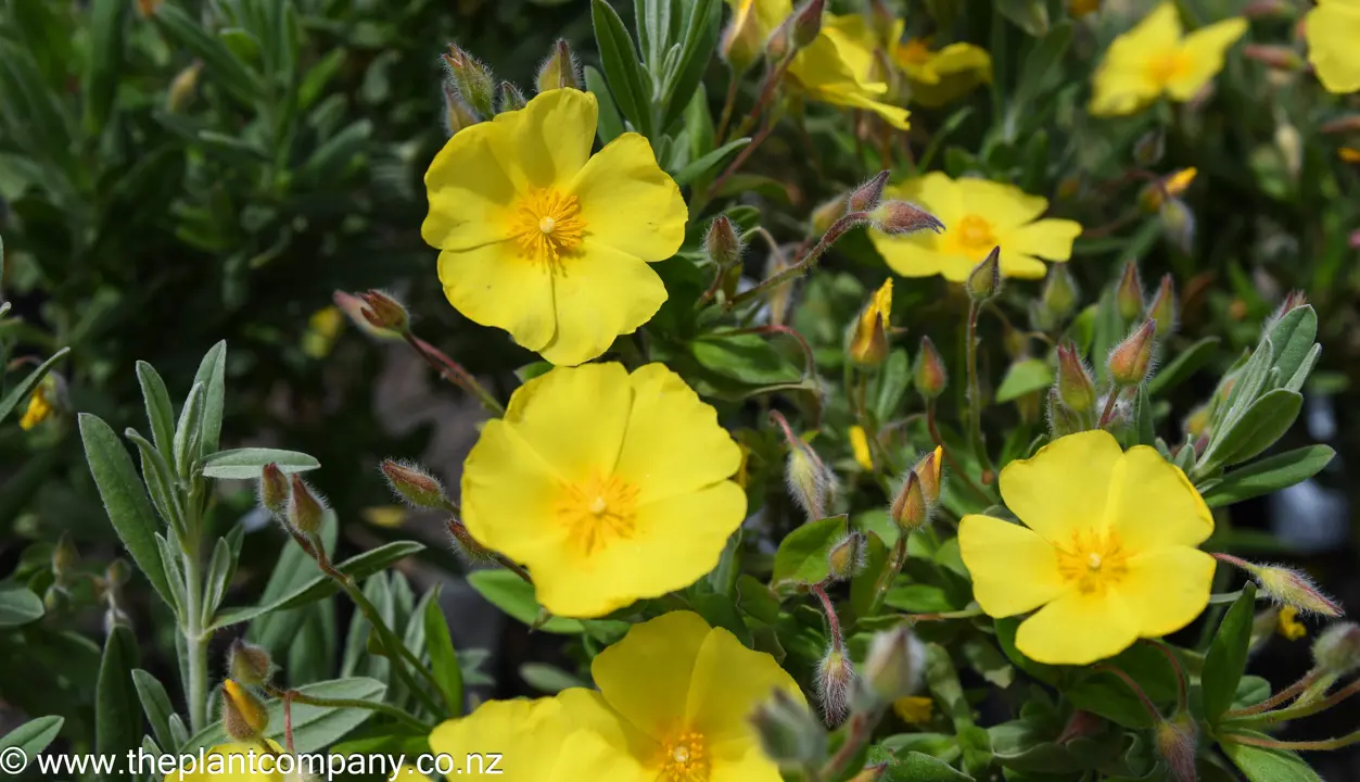 Buy Halimium lasianthum Plants | Free Shipping Over $150