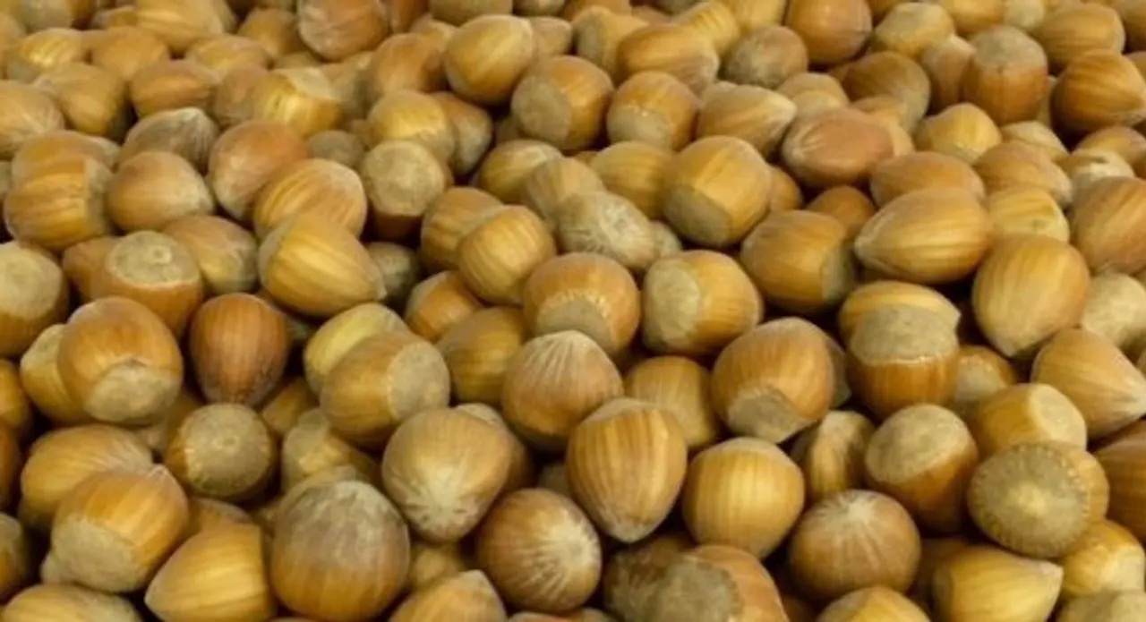 Buy Hazelnut Ennis Plants | Free Shipping Over $150