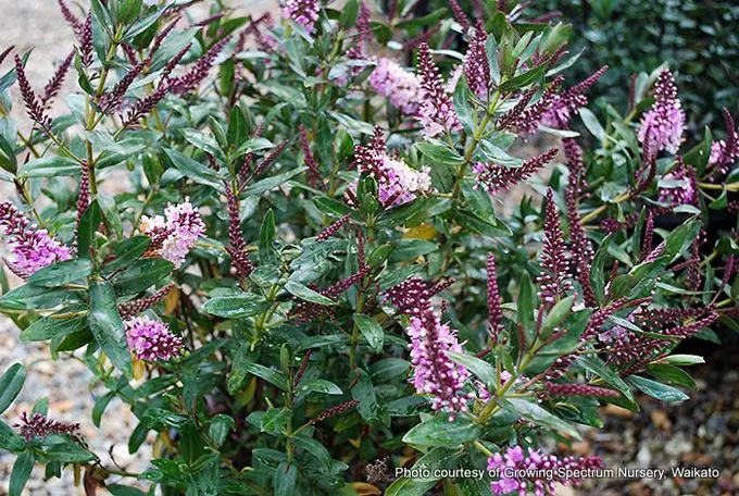 Buy Hebe Charlotte Plants | Free Shipping Over $150