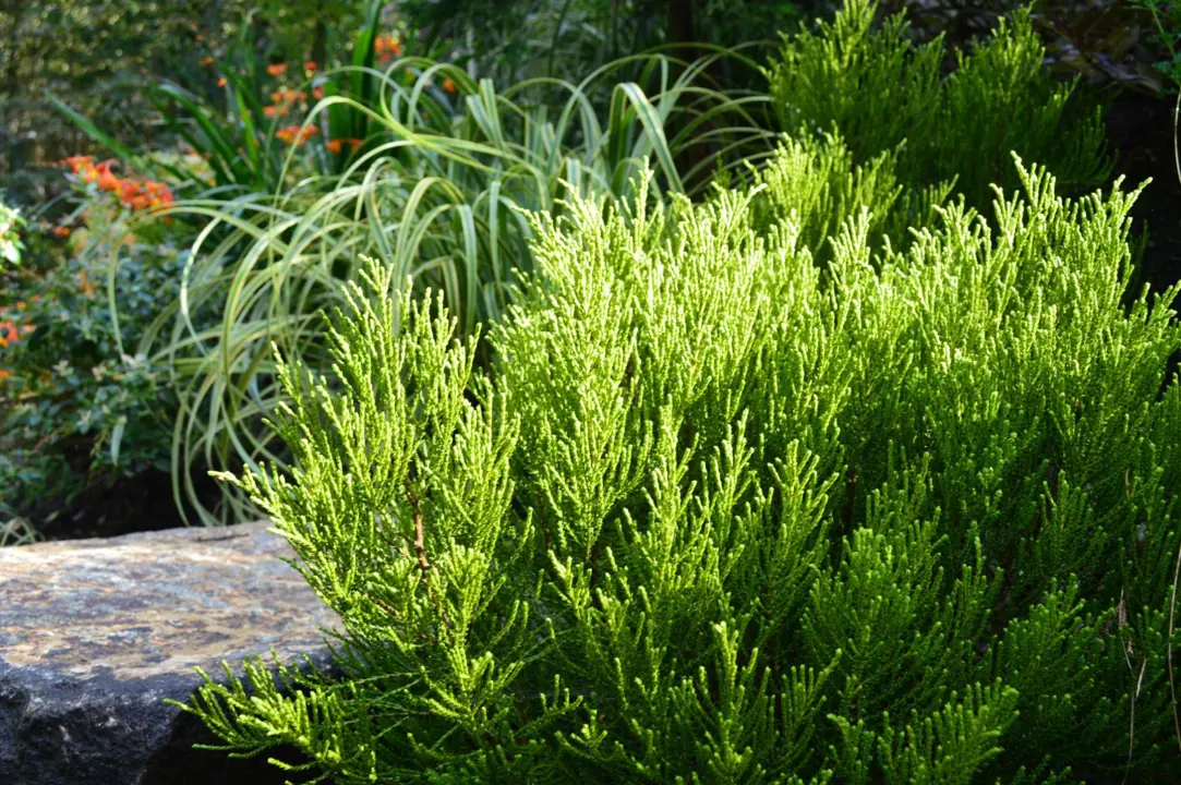 Buy Hebe 'Karo Golden Esk' Plants | Free Shipping Over $150