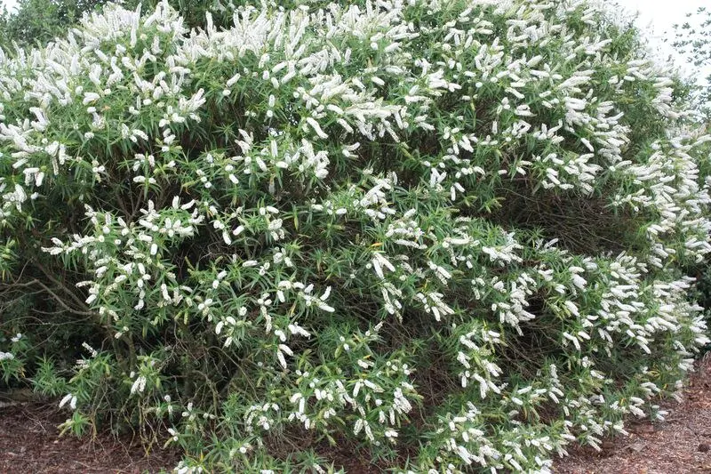 Buy Hebe Snowcap Plants | Free Shipping Over $150