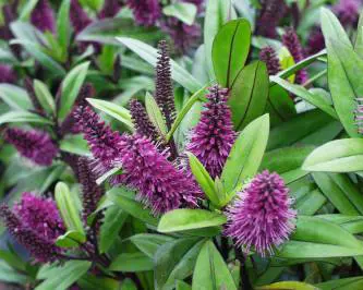 Buy Hebe Wiri Port Plants | Free Shipping Over $150