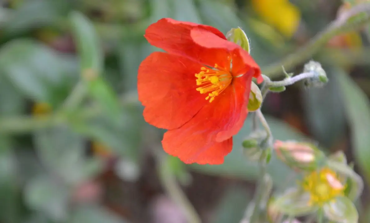Buy Helianthemum Ben Vane Plants | Free Shipping Over $150