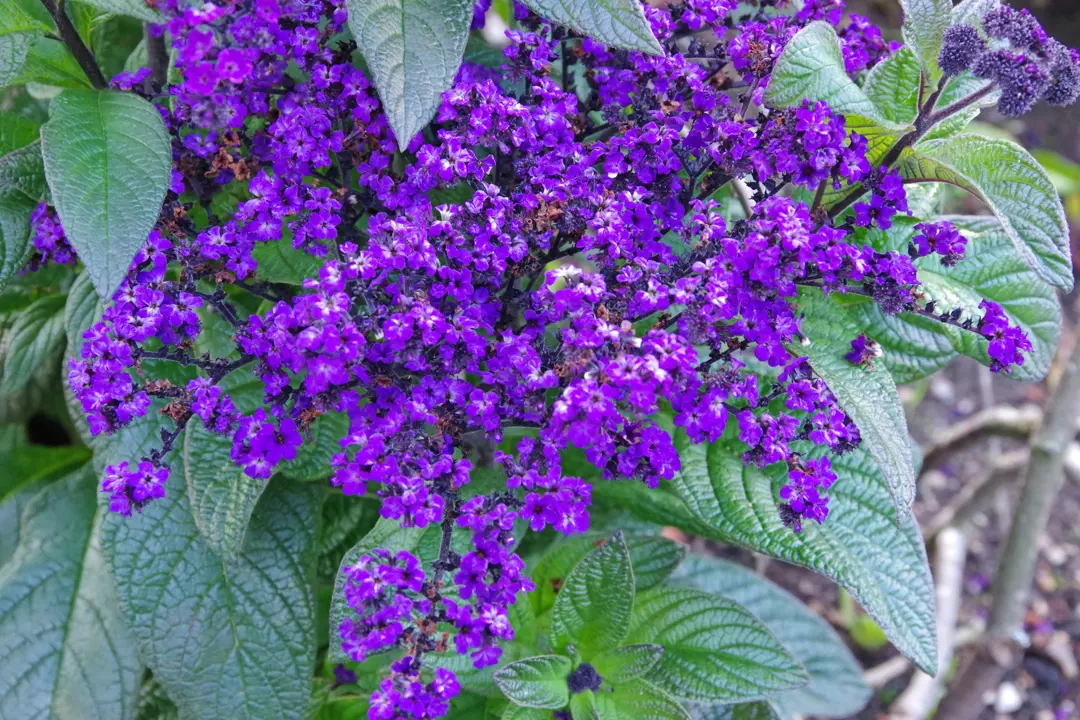 Buy Heliotrope Marine Plants | Free Shipping Over $150