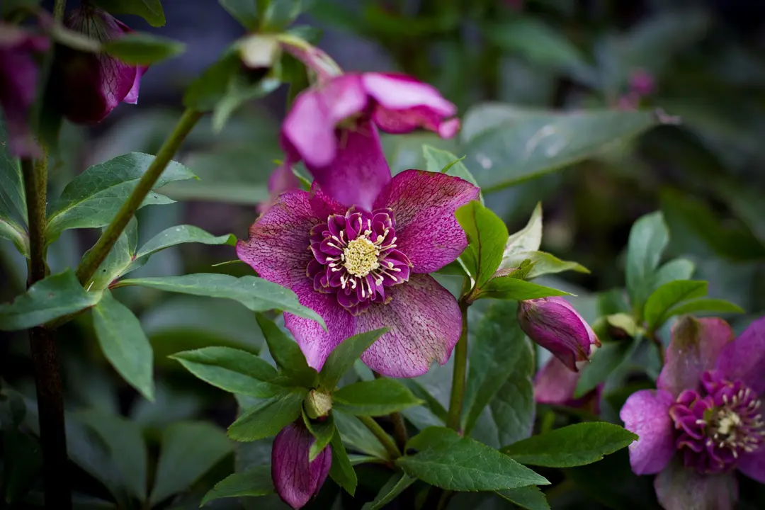 Buy Helleborus Tutu NZ | Winter Blooms With Marbled Foliage