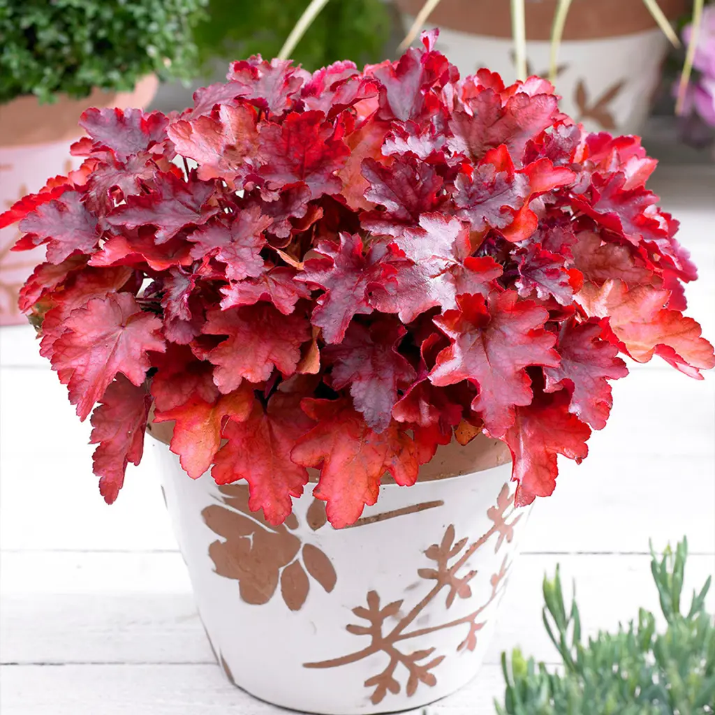 Buy Heuchera Peach Flambe Plants | Free Shipping Over $150