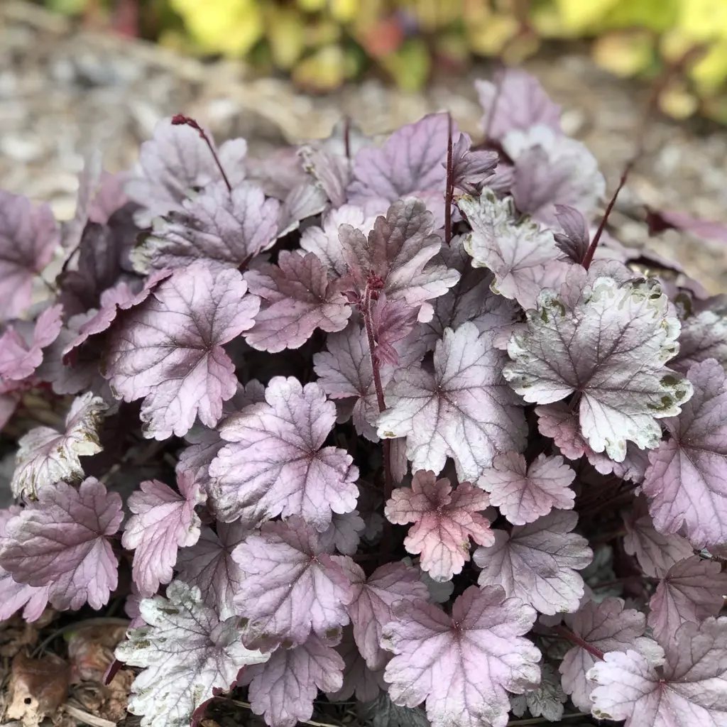 Buy Heuchera Silver Gumdrop Plants | Free Shipping Over $150