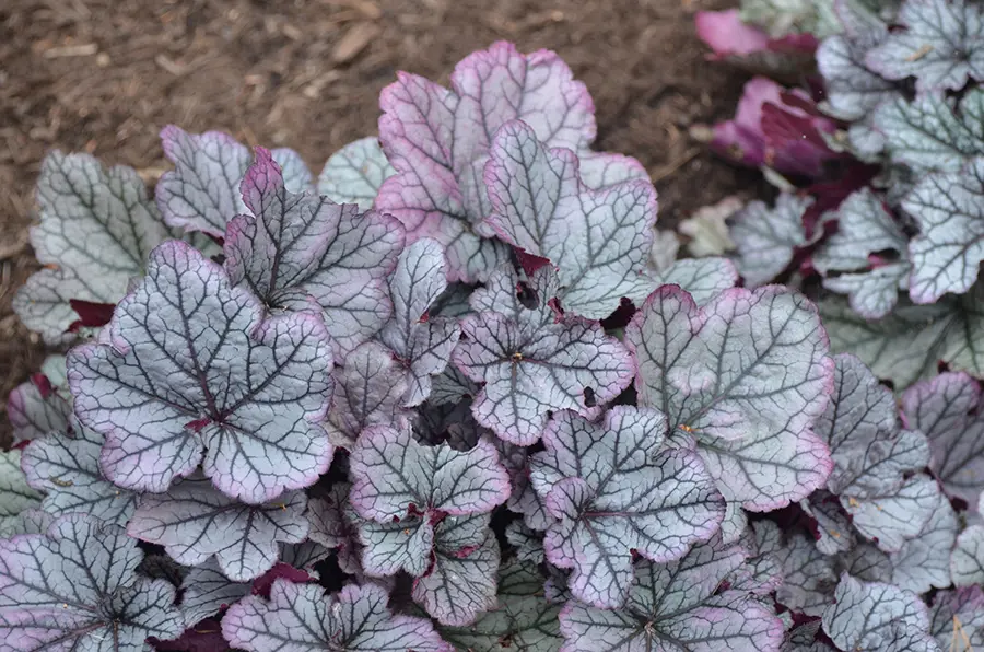 Buy Heuchera Spellbound Plants | Free Shipping Over $150