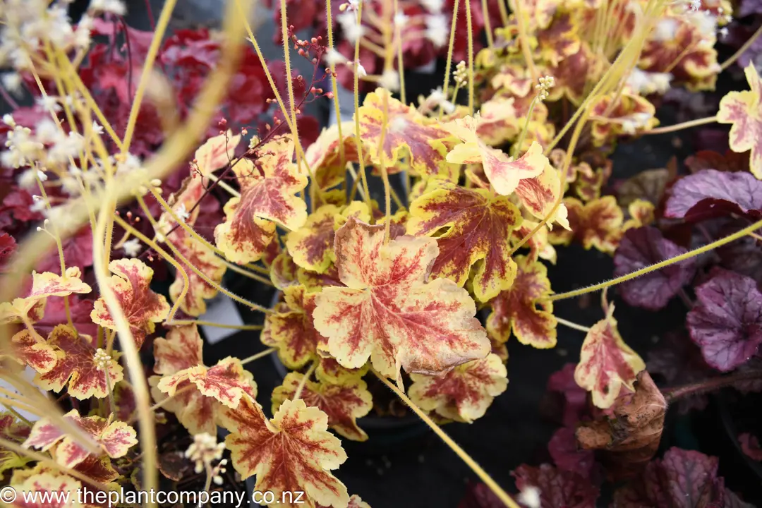 Buy Heucherella Solar Eclipse Plants | Free Shipping Over $150