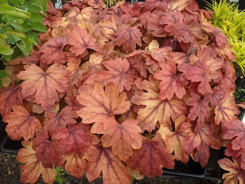Buy Heucherella Sweet Tea Plants | Free Shipping Over $150