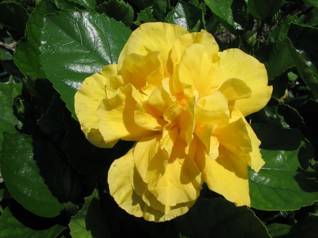 Buy Hibiscus Full Moon Plants | Free Shipping Over $150