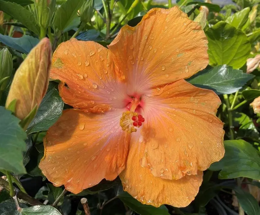 Buy Hibiscus Golden Queen Plants | Free Shipping Over $150