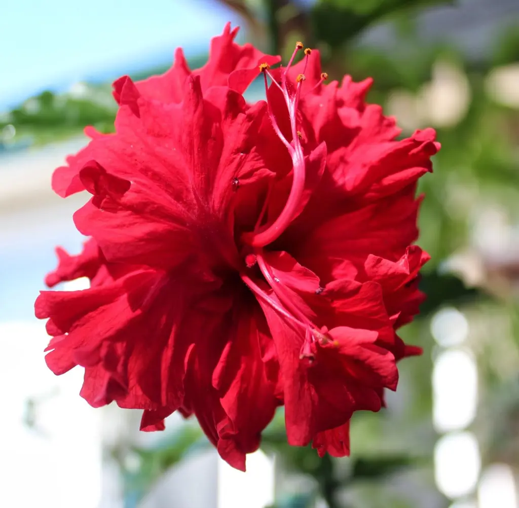 Buy Hibiscus 'Hiawatha' Plants | Free Shipping Over $150