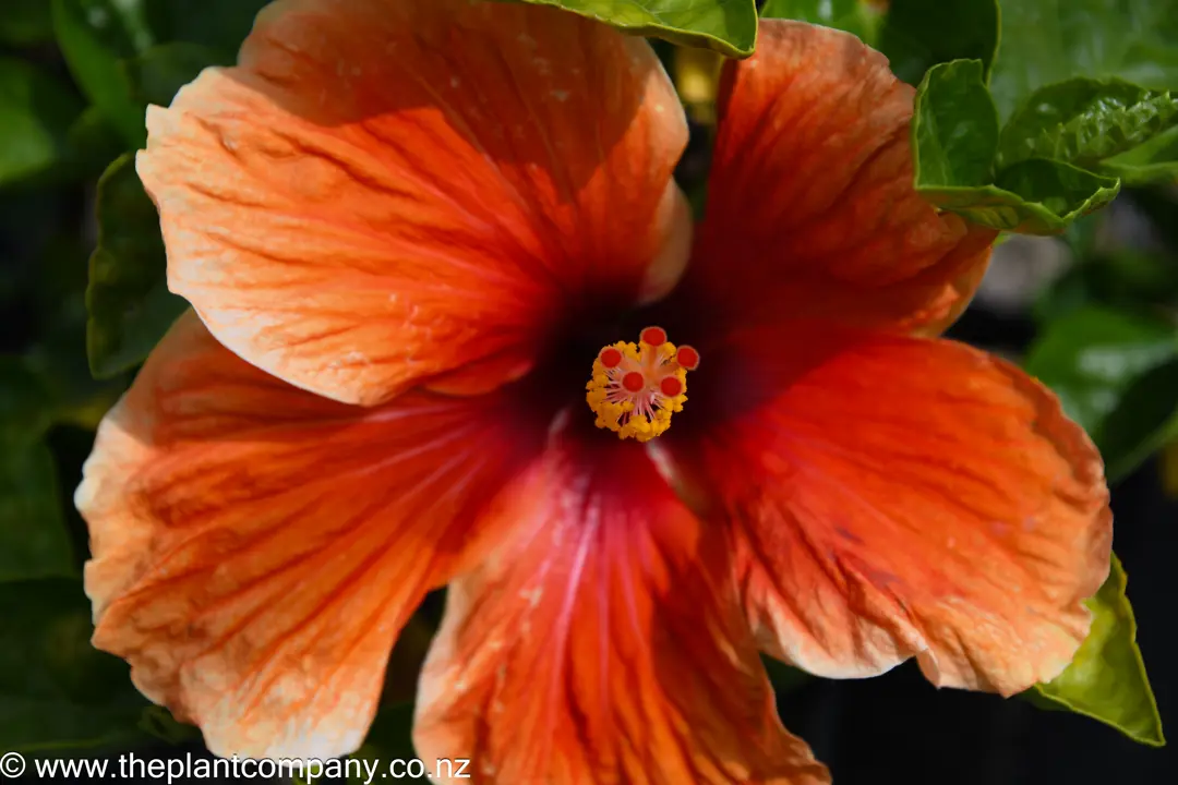Buy Hibiscus Norman Lee Plants | Free Shipping Over $150