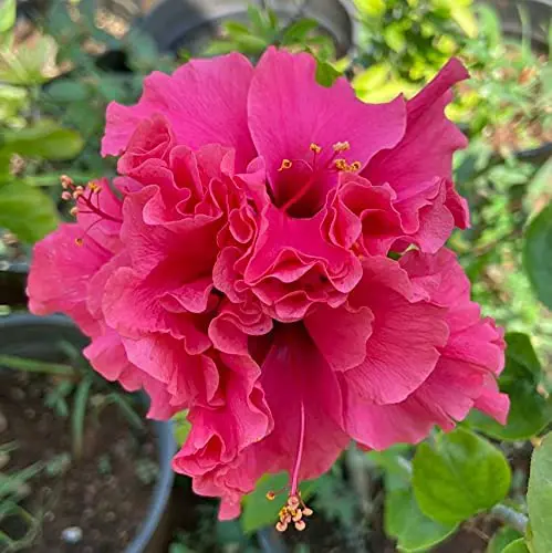 Hibiscus Pink Double Free Freight Option