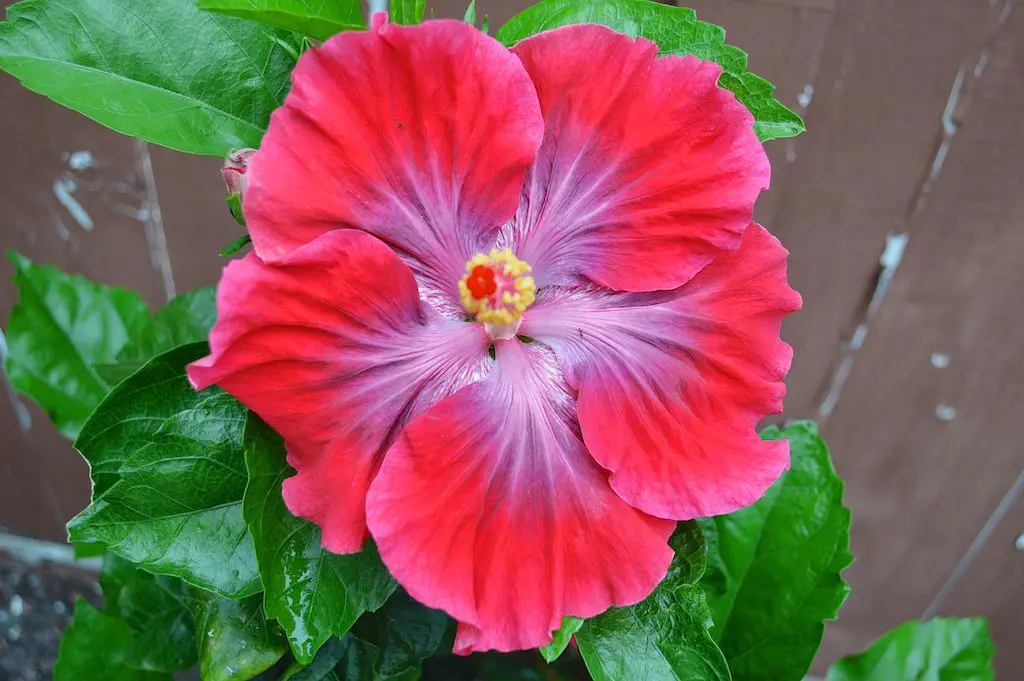 Buy Hibiscus Ruby Tuesday Plants | Free Shipping Over $150