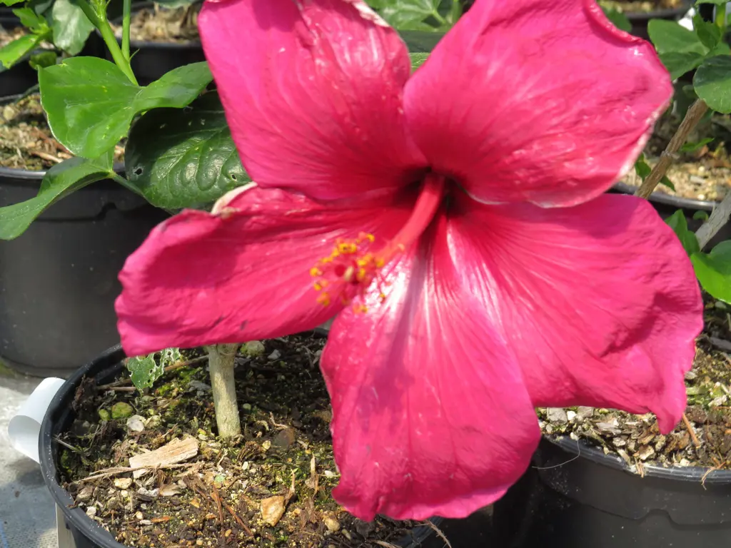 Buy Hibiscus Ruby Plants | Free Shipping Over $150