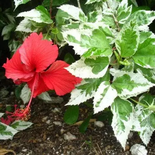 Buy Hibiscus Silver Queen Plants | Free Shipping Over $150