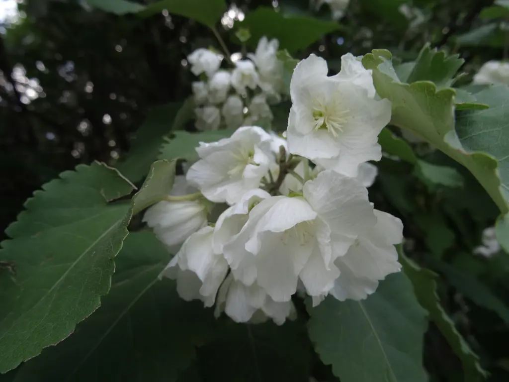 Buy Hoheria glabrata (Mountain Ribbonwood) Online NZ