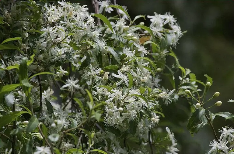 Buy Hoheria angustifolia (Houhere) Online | Free Shipping NZ